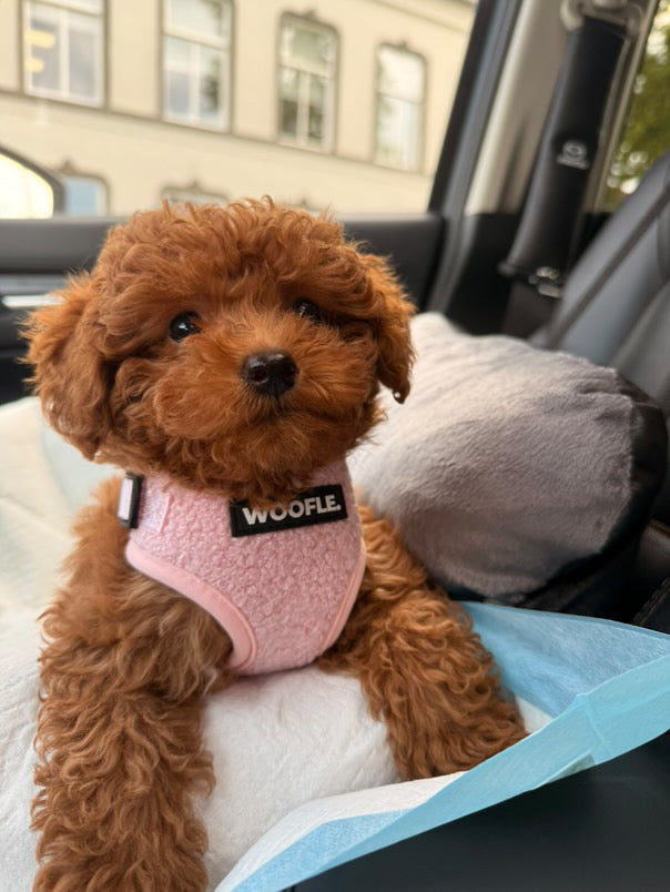 Tuigje Teddy - Licht roze – WOOFLE